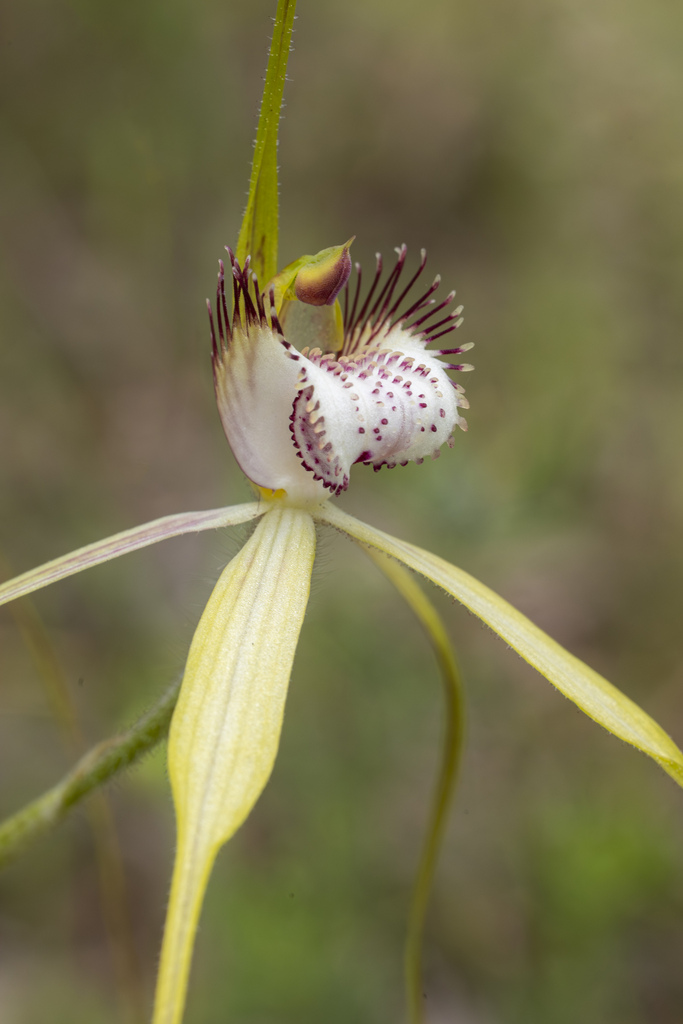 Island Point spider orchid in October 2024 by Clarissa Human · iNaturalist