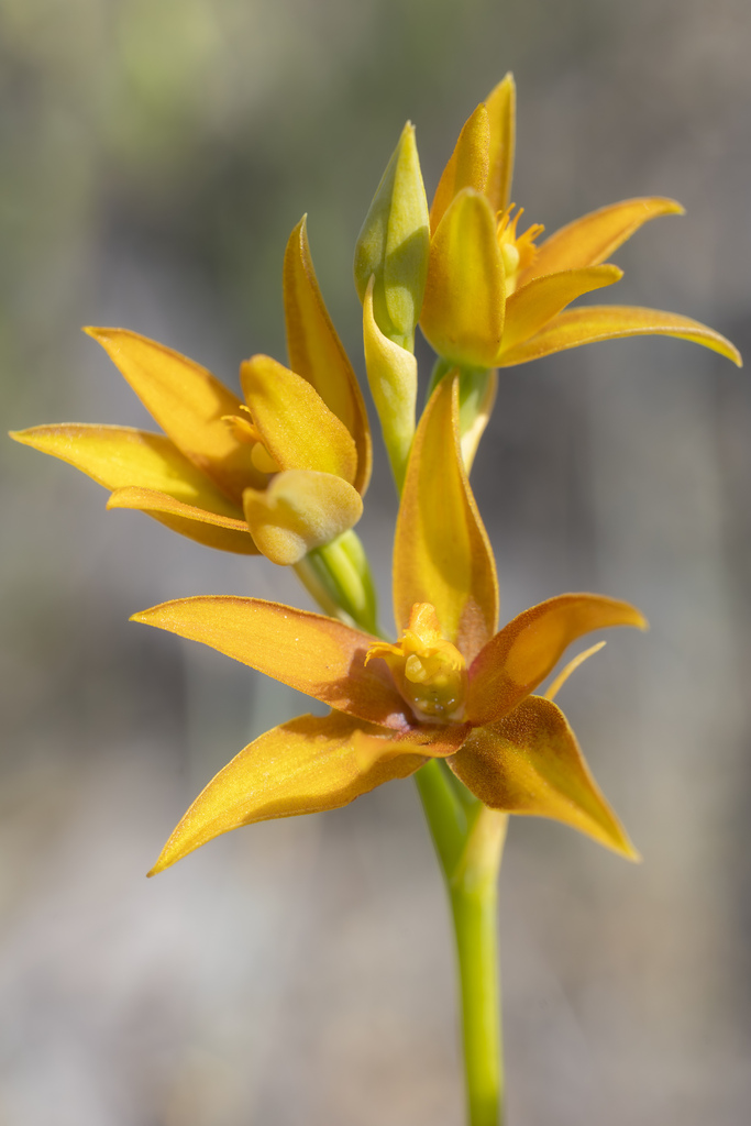 York sun orchid in November 2024 by Clarissa Human · iNaturalist