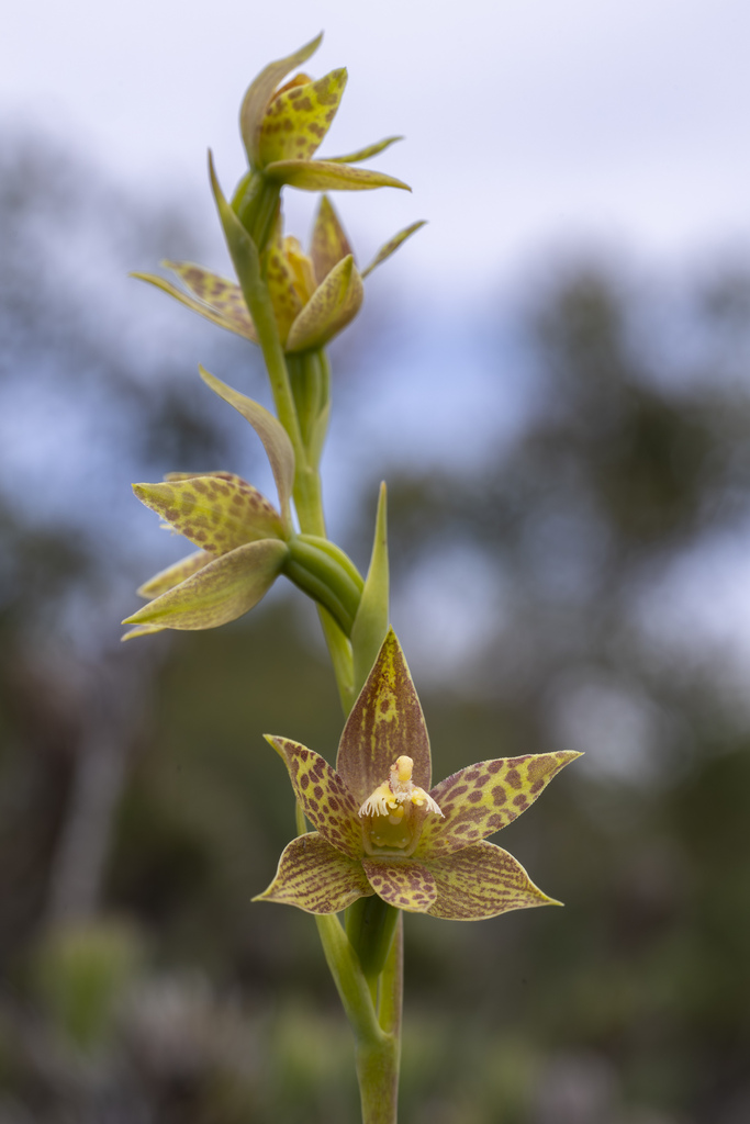 blotched sun-orchid in October 2024 by Clarissa Human · iNaturalist