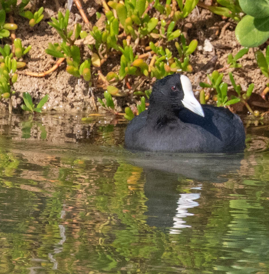 Hawaiian Coot from Kawaiele Waterbird Sanctuary, Kauai County, HI, USA ...