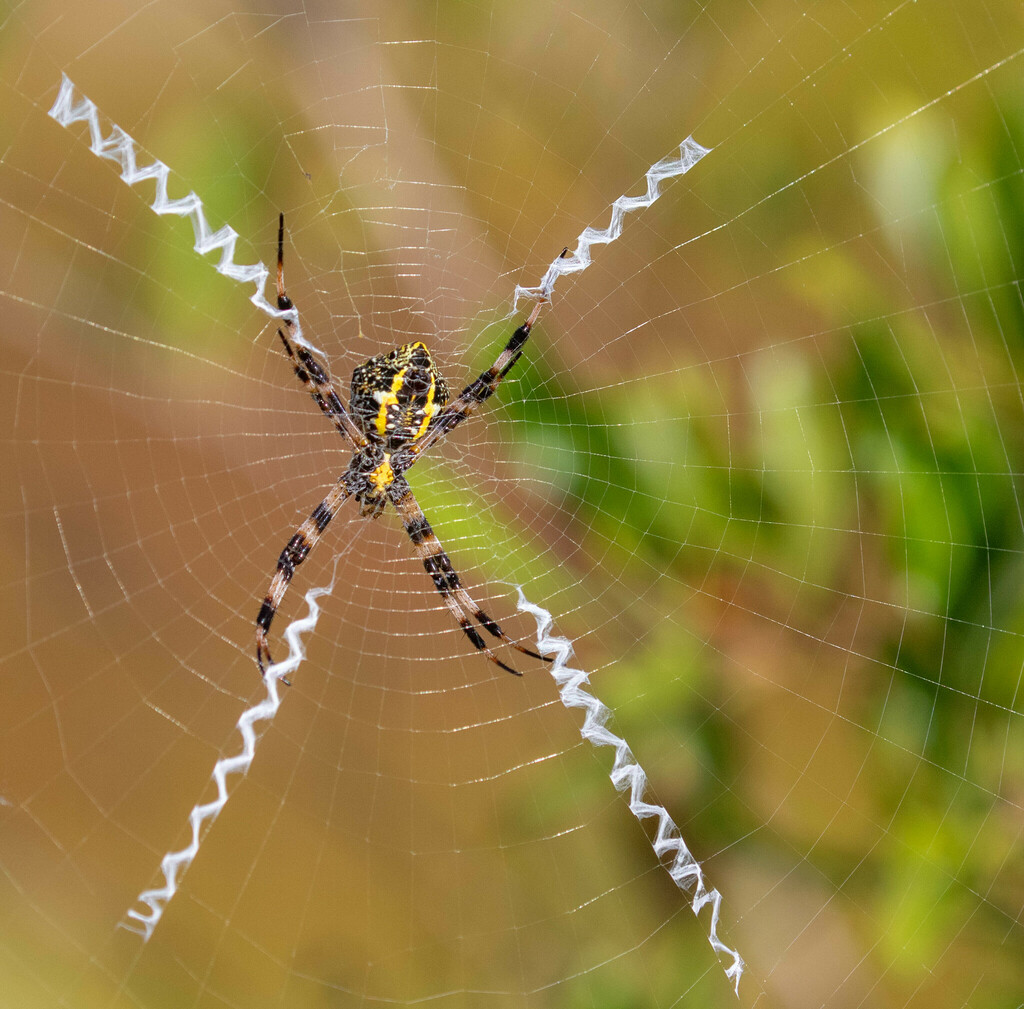 Hawaiian Garden Spider from Kawaiele Waterbird Sanctuary, Kauai County ...