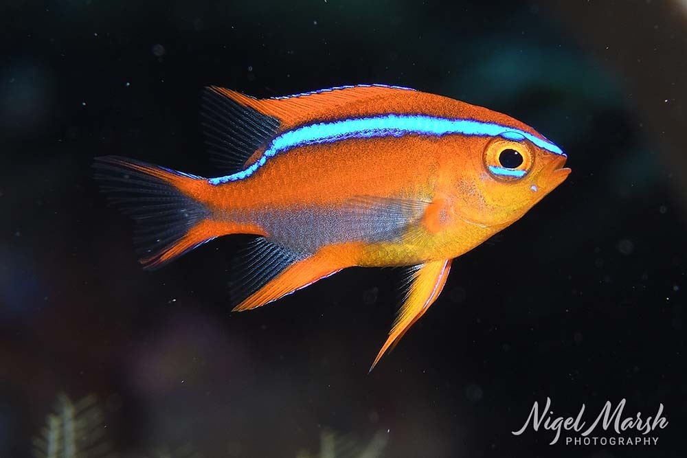Cross's Damselfish from Laclo, TP-MT, TL on April 19, 2016 at 09:35 AM ...