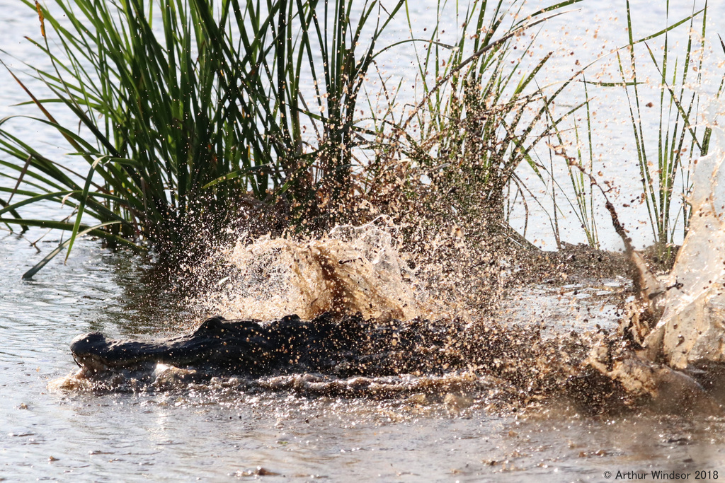 American Alligator from Storm Treatment Area 1 West, FL, USA on March ...