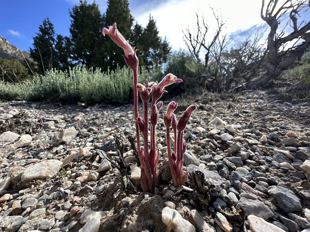 clustered broomrape from Garrison, UT, US on June 02, 2023 at 09:36 AM ...