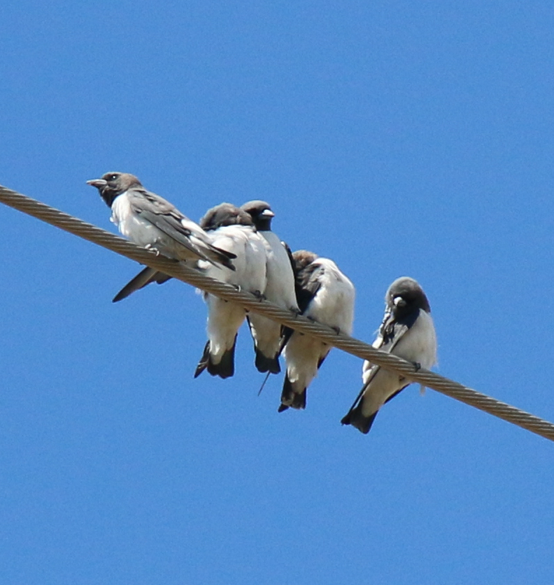 White-breasted Woodswallow from Sandy Camp Road Wetlands Reserve, Sandy ...