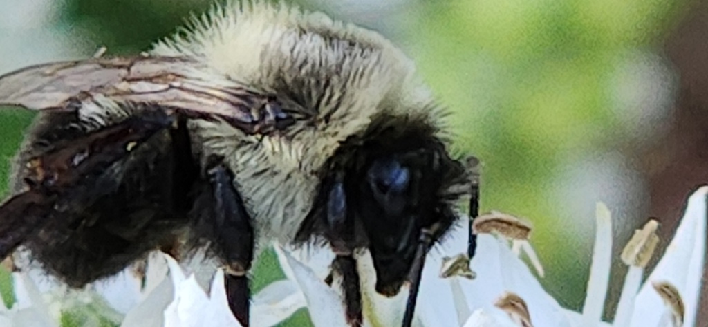 Common Eastern Bumble Bee from Barboursville, Albemarle County, VA, USA ...
