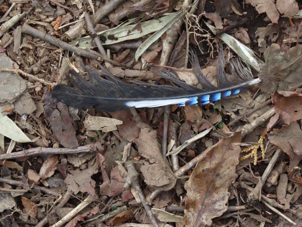 Japanese Jay from Hinohara, Nishitama District, Tokyo, Tokyo 190-0200 ...