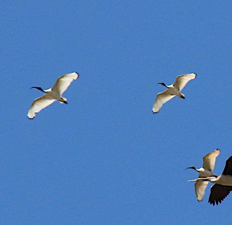 Australian Ibis from Sandy Camp Road Wetlands Reserve, Sandy Camp Rd ...