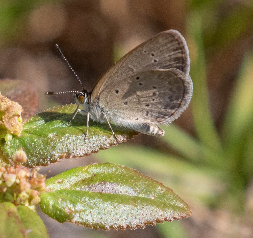 Lesser Grass Blue from Kawaiele Waterbird Sanctuary, Kauai County, HI ...