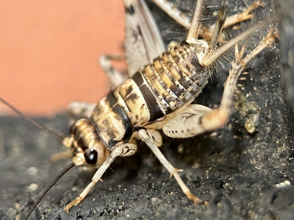 Tropical House Cricket from Greenhill Rd, Linden Park, SA, AU on ...
