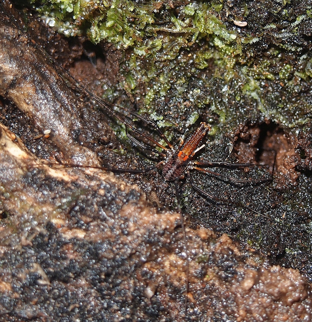 Forsteropsalis chiltoni from Stewart Island / Rakiura 9818, New Zealand ...