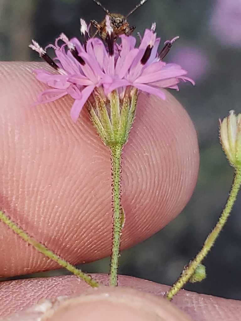 Small Palafox from Uvalde County, TX, USA on November 4, 2024 at 10:57 ...