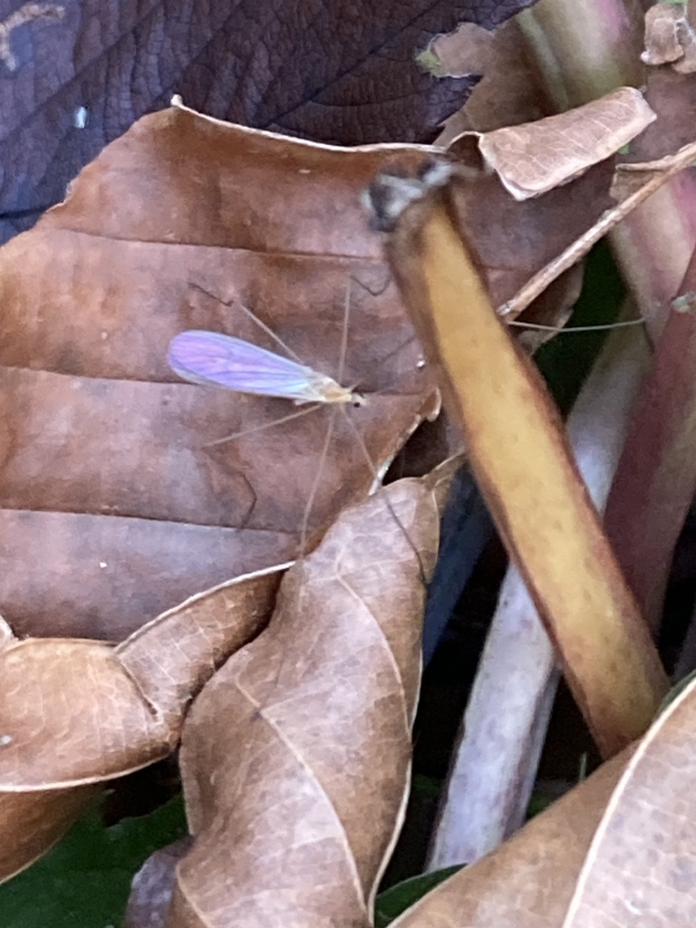 Antocha from 秋田県立中央公園, 秋田市, 秋田県, JP on November 06, 2024 at 04:07 PM by ...