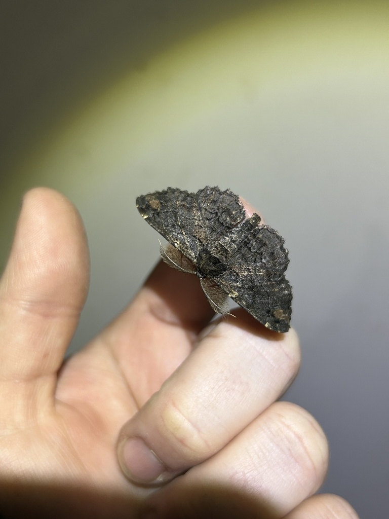 Sinister Moth in September 2024 by rsheil2 · iNaturalist