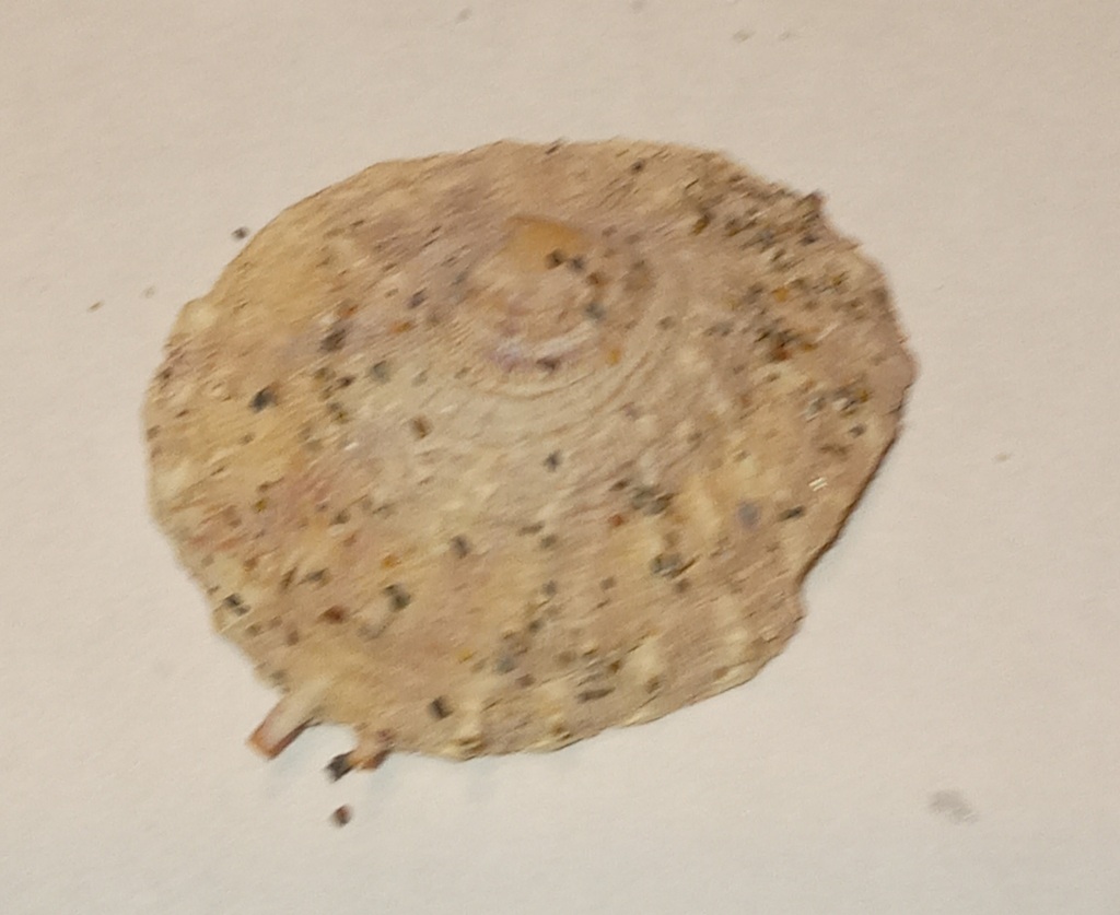 Spiny Cup-and-Saucer from Marcovia, Choluteca, Honduras on November 1 ...