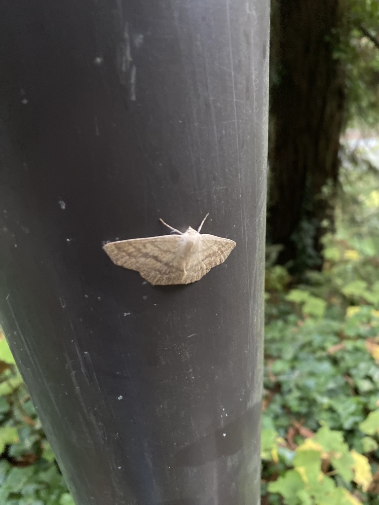 Omnivorous Looper from Cal Poly Humboldt, Arcata, CA, US on October 11 ...