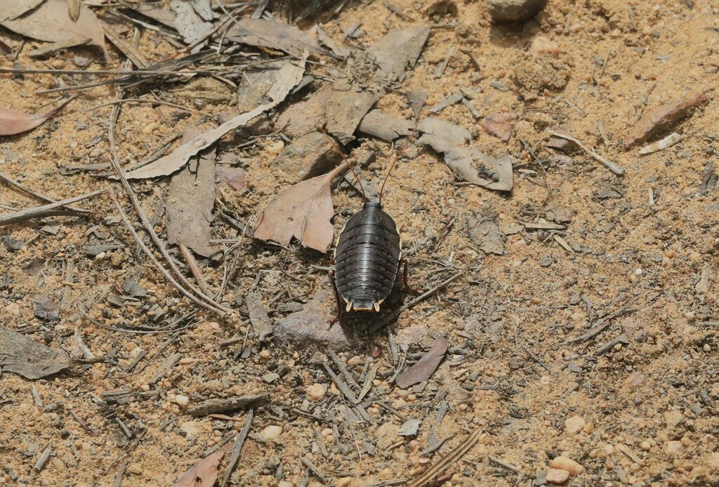 Botany Bay Cockroach from Blue Mountains, NSW, Australia on November 3 ...