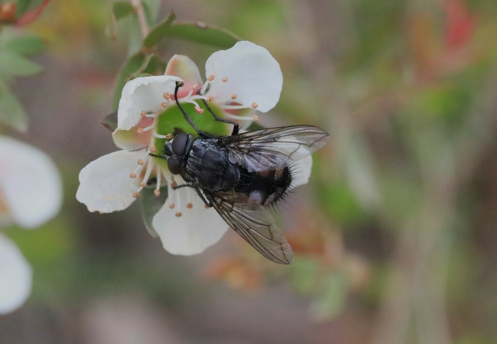 Tachinid Flies from Blue Mountains, NSW, Australia on November 3, 2024 ...