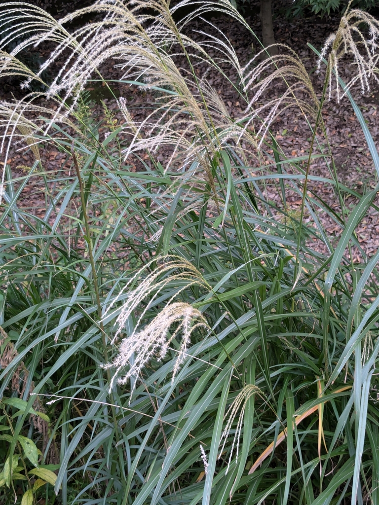 Chinese silver grass from 日本、〒206-0031 東京都多摩市豊ケ丘 on November 6, 2024 at ...