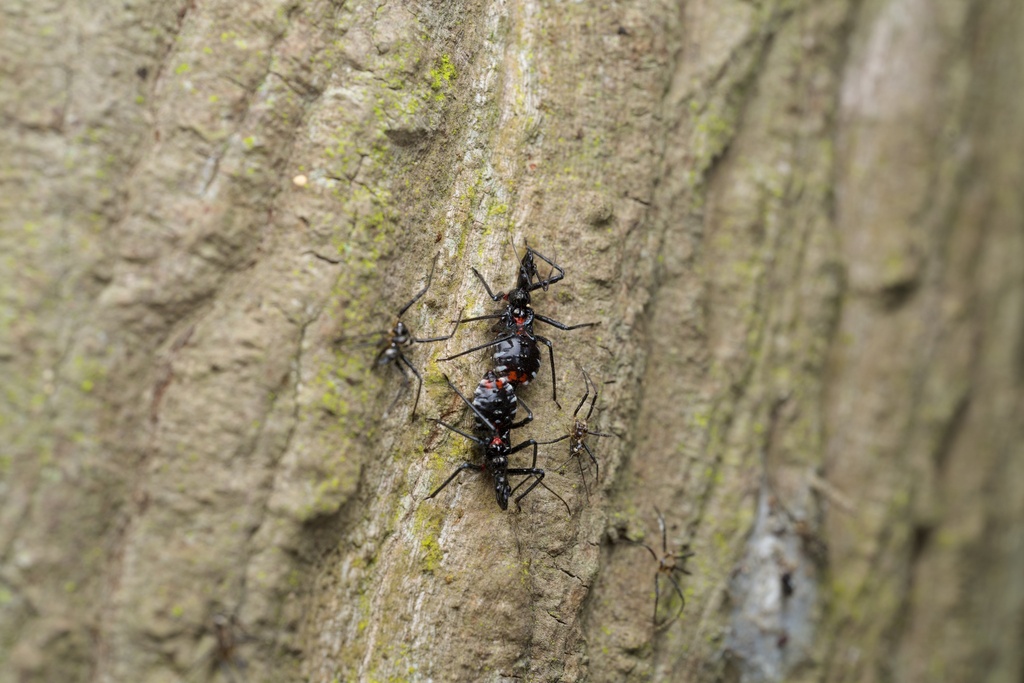 Japanese Assassin Bug from 北本自然観察公園, 北本市, 埼玉県, JP on November 6, 2024 ...