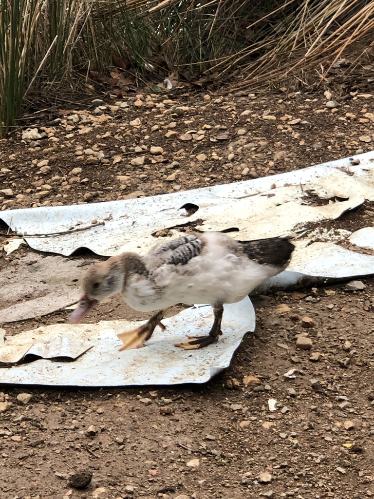 Domestic Muscovy Duck from Camping la Rafa, Bullas, Murcia, ES on ...