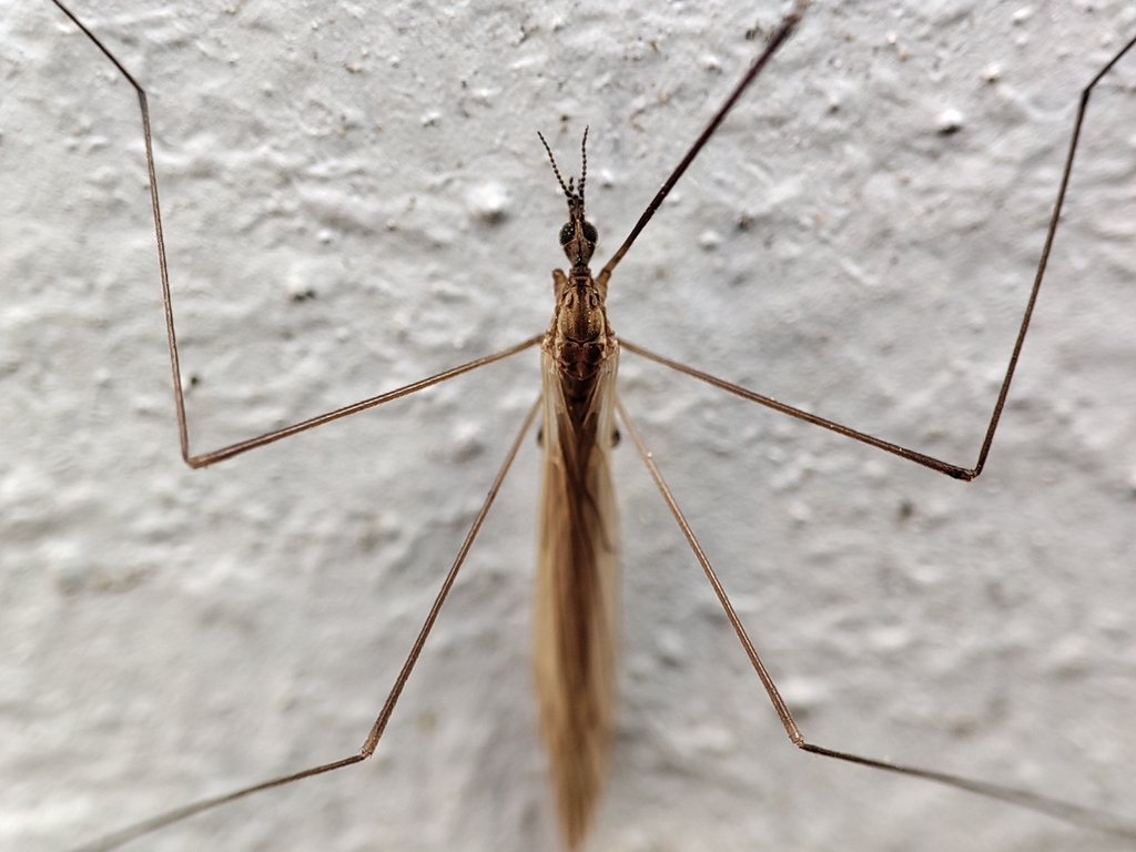 Typical Crane Flies from Beijing, Beijing, CN on November 1, 2024 at 12 ...