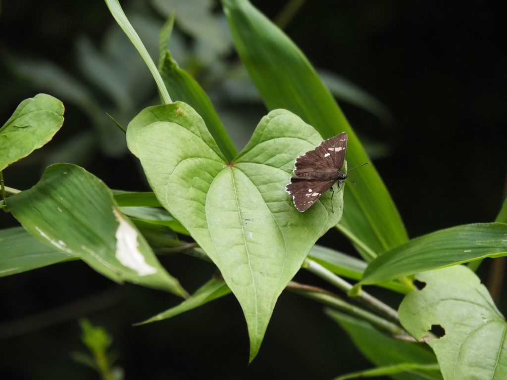 White-banded Flat from 日本、〒418-0108 静岡県富士宮市猪之頭 on July 31, 2021 at 10: ...