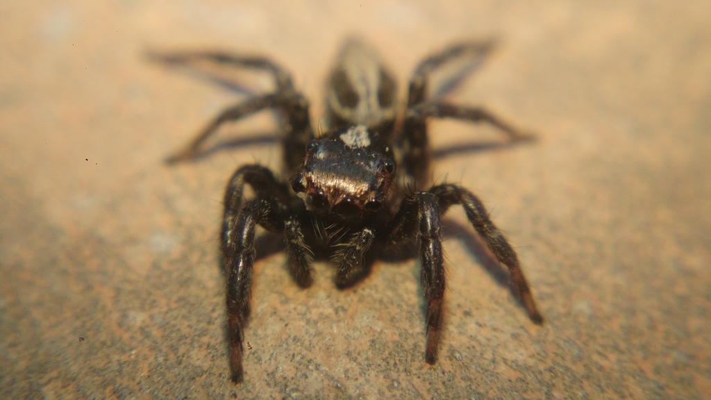 Plexippus setipes from Ban Phue, Ban Phue District, Udon Thani 41160 ...