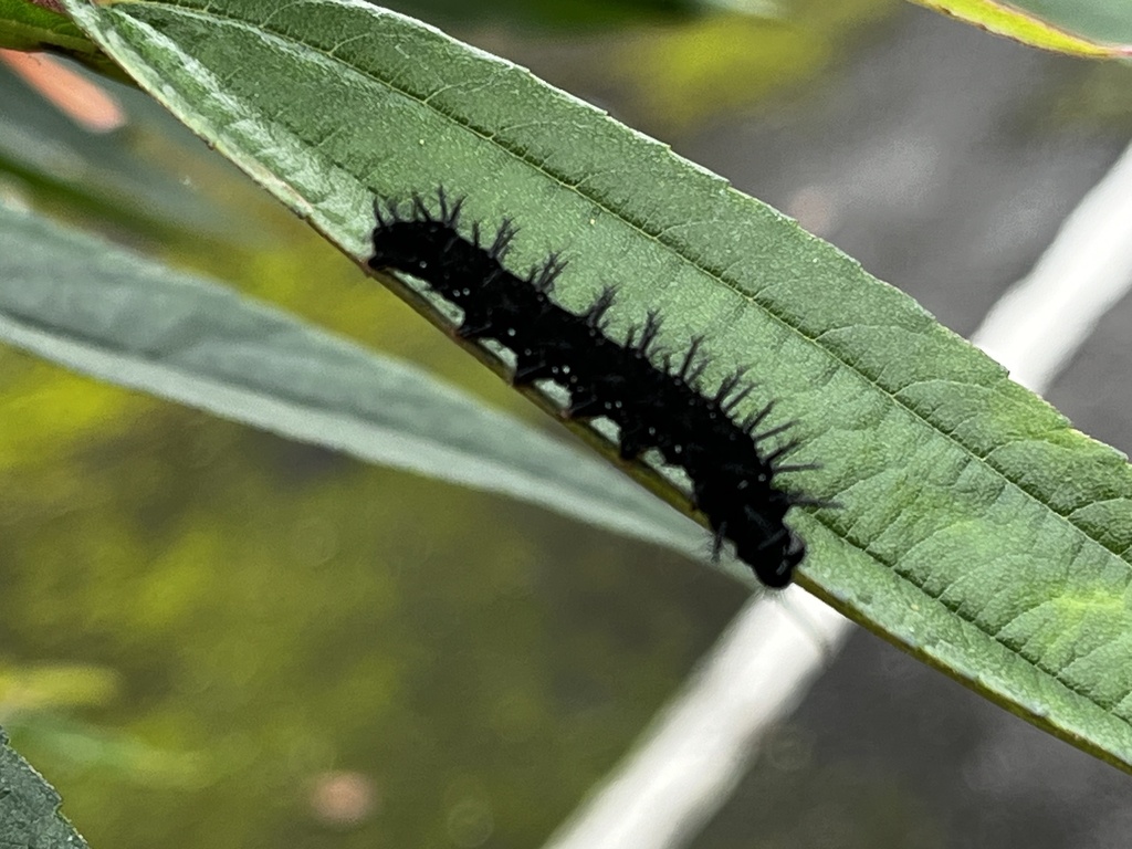 Common Jester from 臺灣島, 鹿谷鄉, 南投縣, TW on November 6, 2024 at 01:32 PM by ...