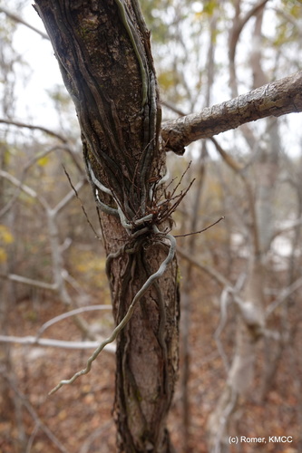 Microcoelia perrieri · iNaturalist