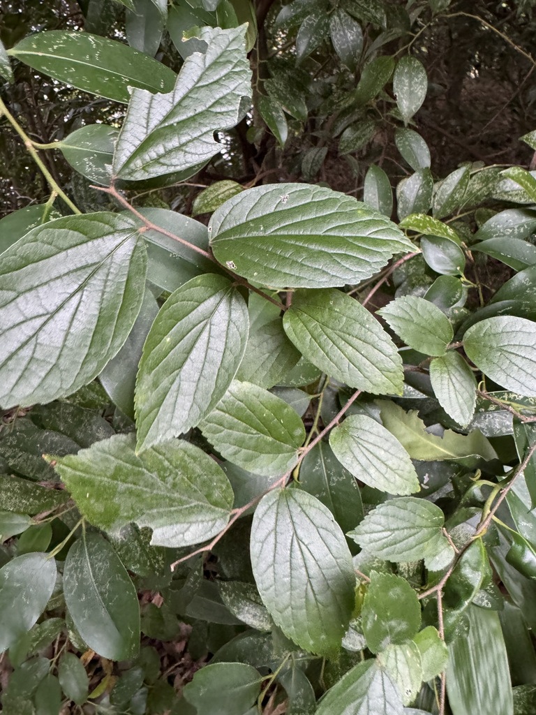 Chinese Hackberry from Уэномаруноути, Ига, Миэ 518-0873, Япония on ...