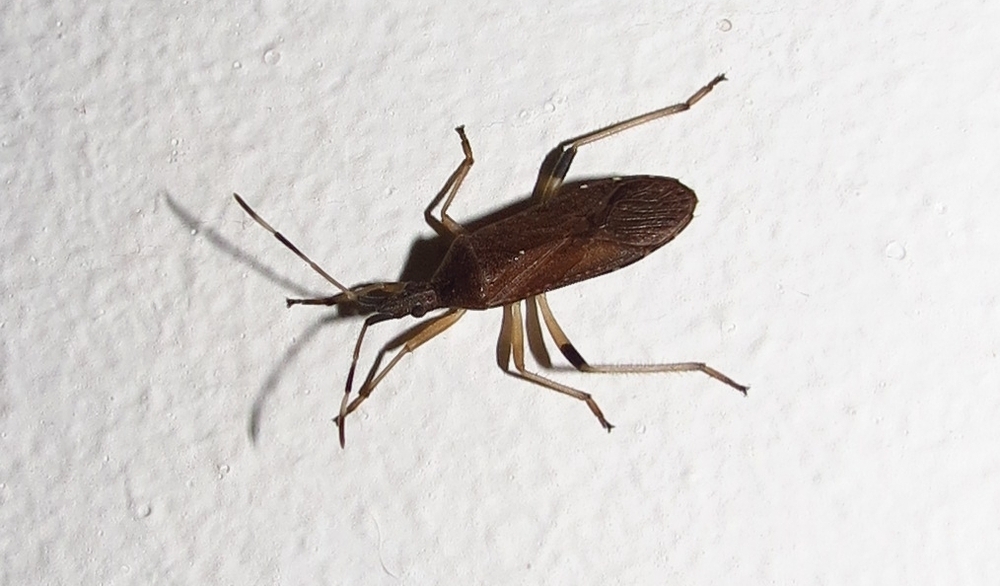 Spurgebugs in March 2021 by Marion Maclean · iNaturalist