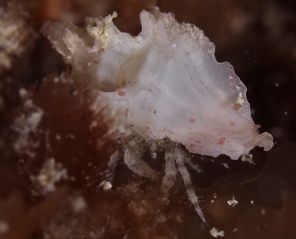 Prototyphis angasi from Marmion, AU-WA-ST, AU-WA, AU on October 08 ...