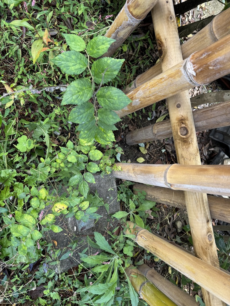 Chinese Hackberry from Удзи, Киото 611-0021, Япония on October 30, 2024 ...