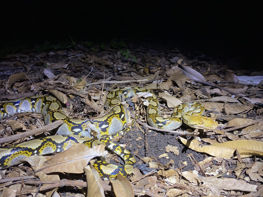 Reticulated Python in November 2024 by robinsreptiles · iNaturalist