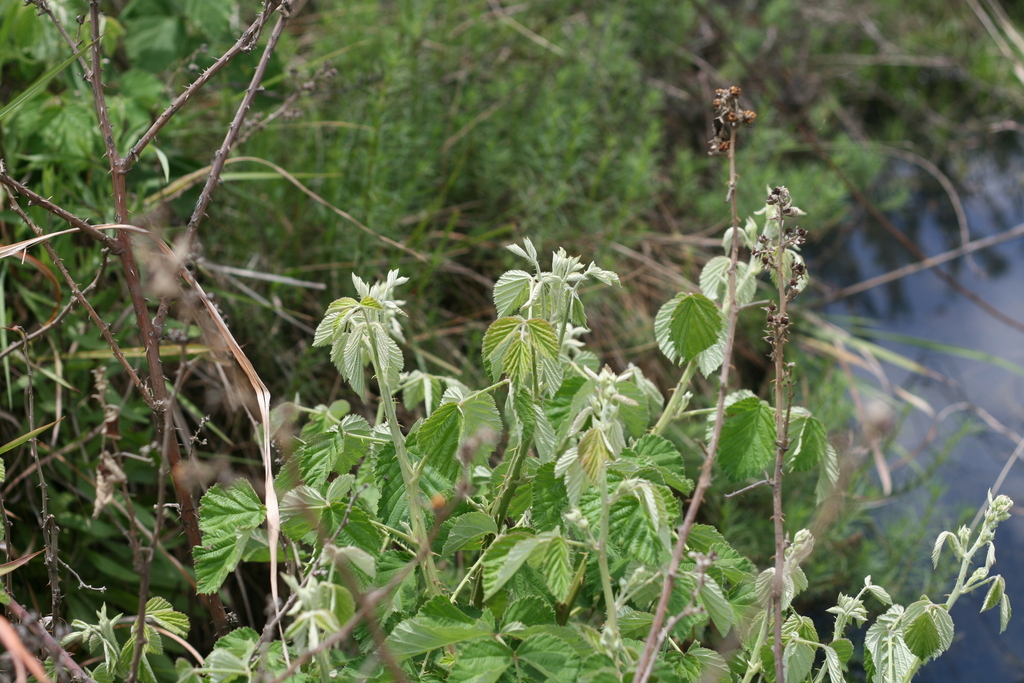 White Bramble from Nkangala District Municipality, South Africa on ...