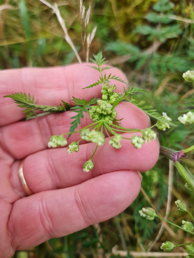 Cow Parsley from Eyam, Hope Valley S32 5QS, UK on November 6, 2024 at ...