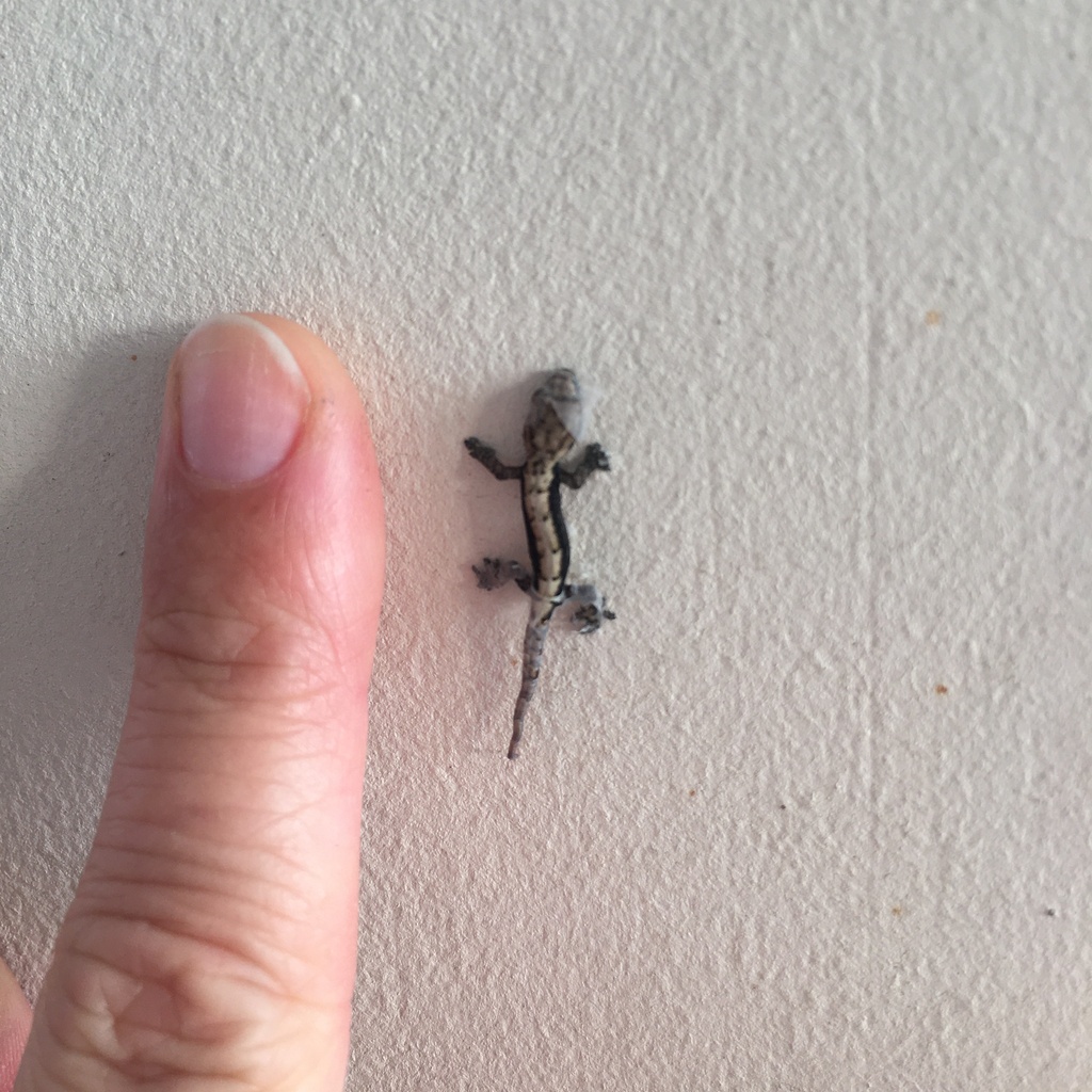 Mourning Gecko from Grande-Terre, Nouvelle-Calédonie, NC on October 19 ...