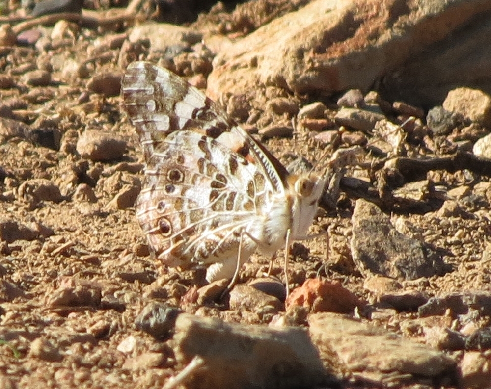 Painted Lady in March 2021 by Marion Maclean · iNaturalist