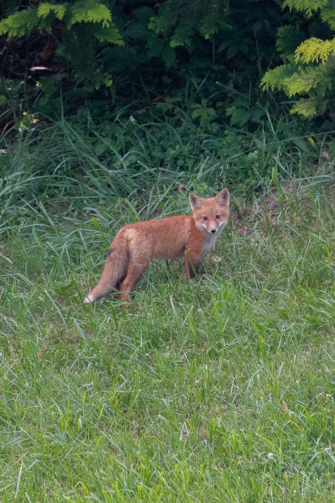 Red Fox from Madison County, NC, USA on May 24, 2024 at 06:21 PM by ...