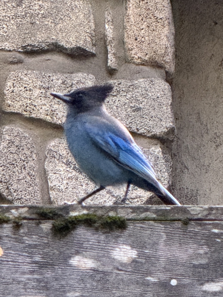 Steller's Jay from Yosemite National Park, Coulterville, CA, US on ...