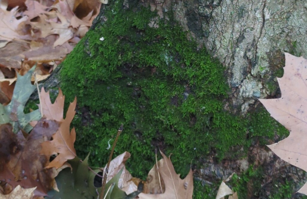 tree-skirt moss from Havana Township, MN, USA on November 04, 2024 at ...