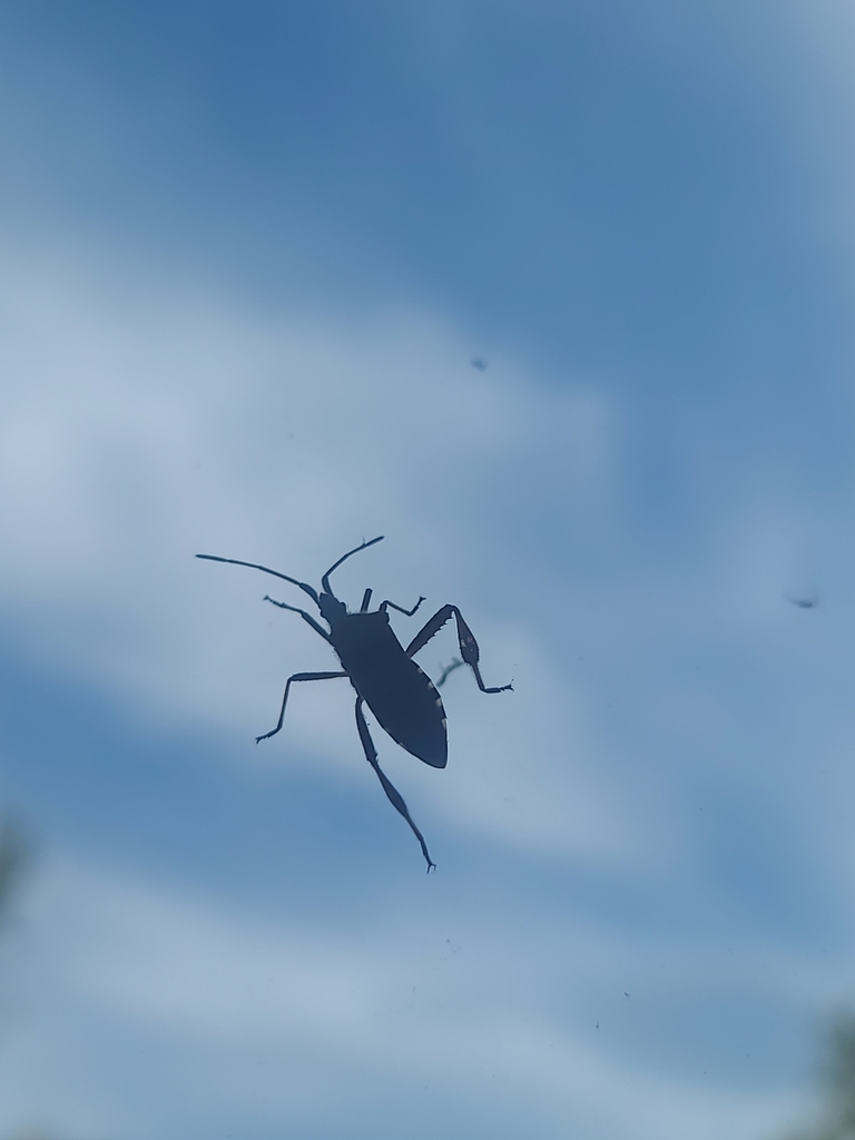 Western Conifer Seed Bug in October 2024 by lucky. Relocated outside ...