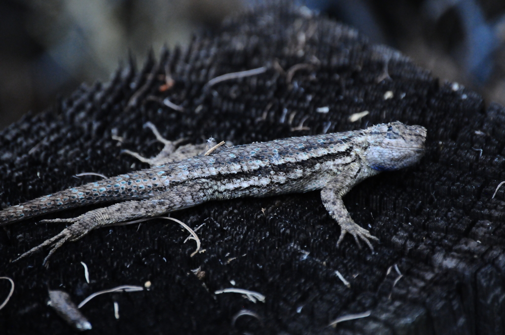 Western Fence Lizard from Otay Mesa West, San Diego, CA, USA on July 13 ...