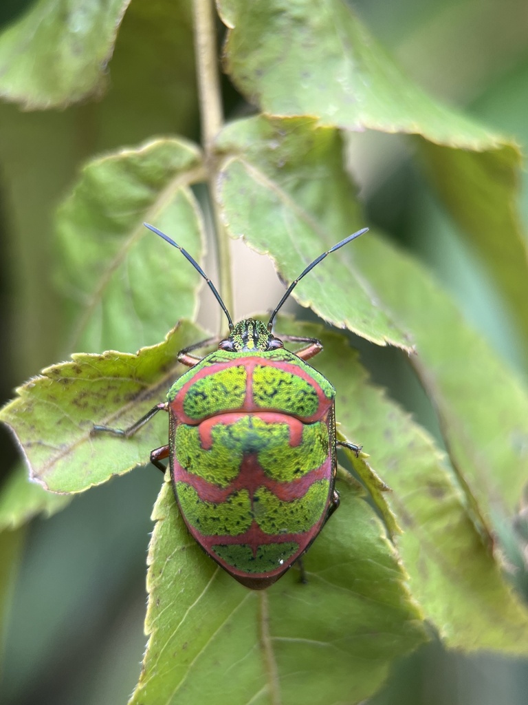 Clown Stink Bug from 临安区, 杭州市, 浙江省, CN on September 2, 2022 at 12:22 PM ...