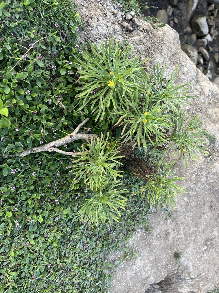 Euryops arabicus from Socotra on October 30, 2024 at 04:24 PM by Thomas ...
