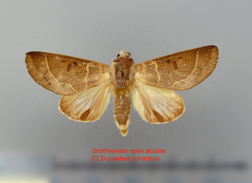 Hemiceras liboria · iNaturalist