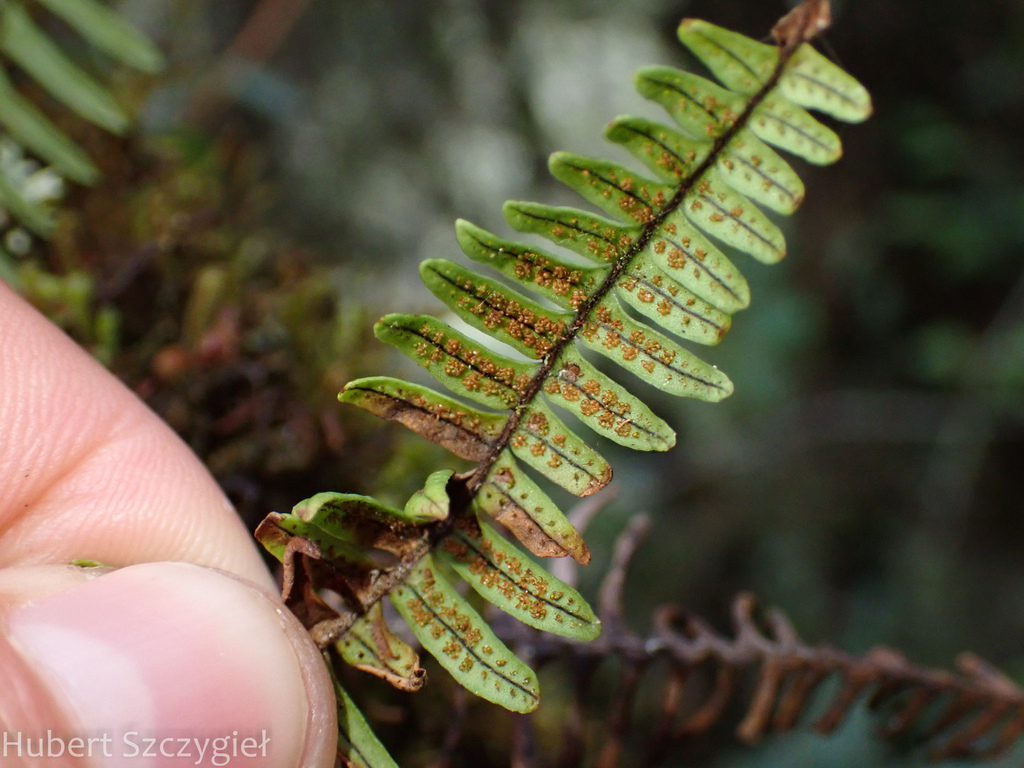 Pecluma from Paucartambo Province, Peru on May 4, 2024 at 06:19 AM by ...