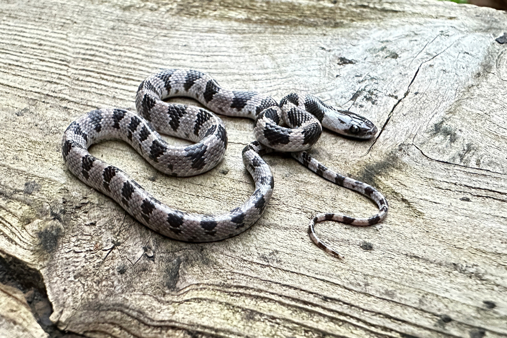 Oriental Odd-tooth Snake from 日本、〒240-0112 神奈川県三浦郡葉山町堀内 on November 03 ...