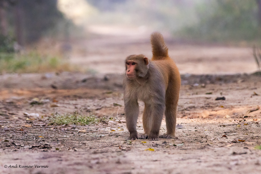Rhesus Macaque (Macaca mulatta) - Know Your Mammals